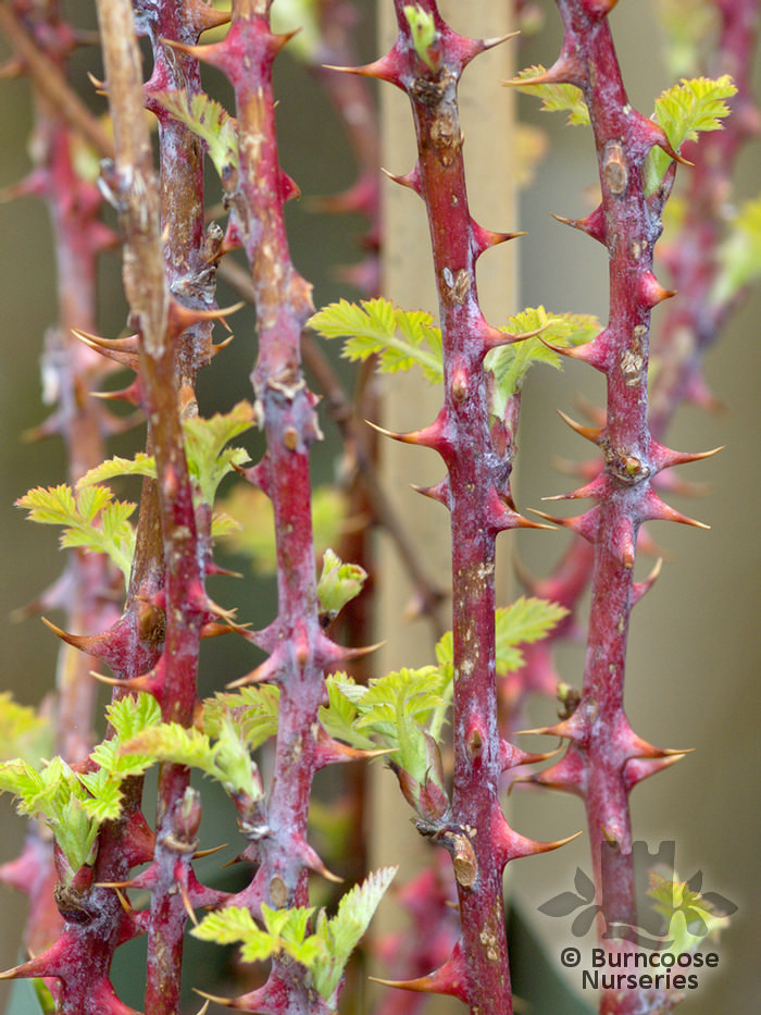 Rubus Cockburnianus