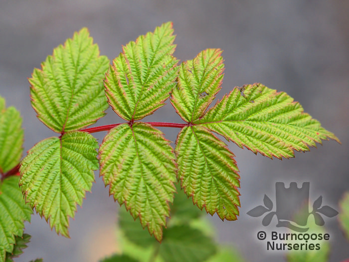 Rubus Cockburnianus from Burncoose Nurseries