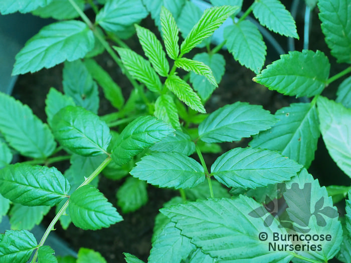Rubus Rosifolius 'Coronarius' from Burncoose Nurseries