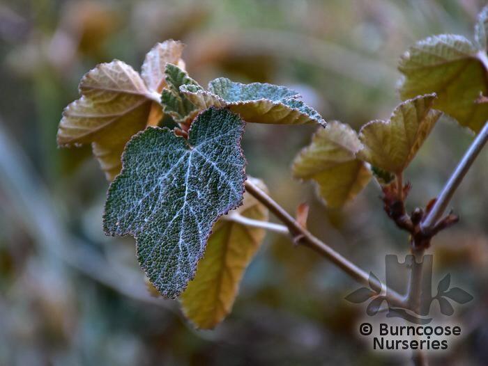 Rubus Formosensis from Burncoose Nurseries