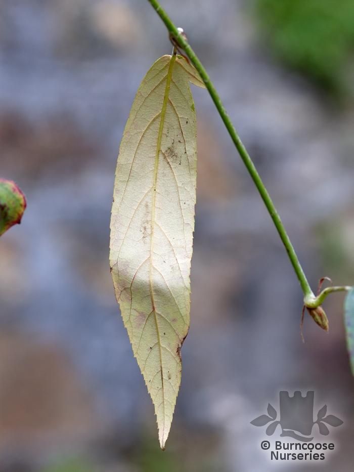 Rubus Henryi from Burncoose Nurseries