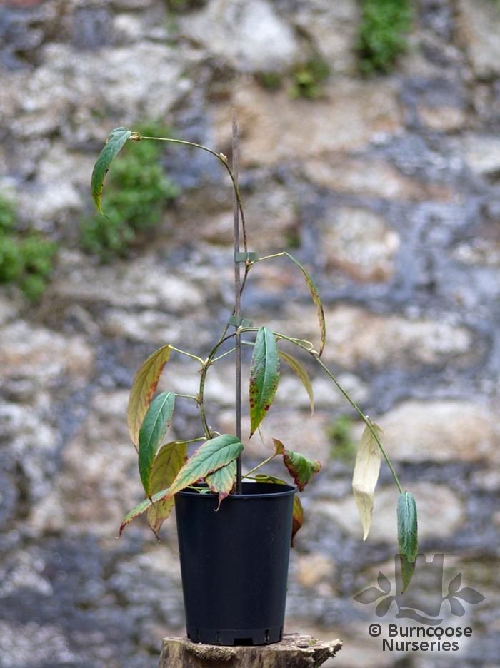 Rubus Henryi from Burncoose Nurseries