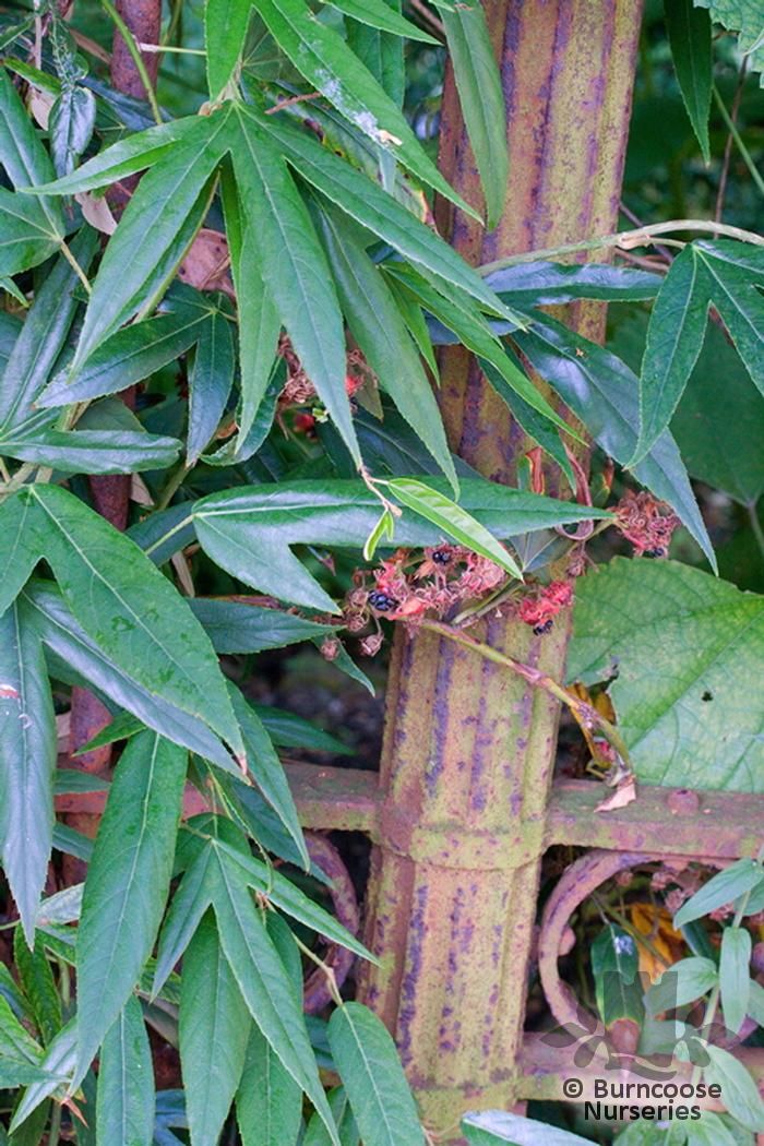 Rubus Henryi from Burncoose Nurseries