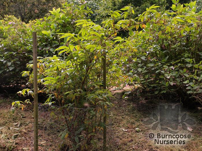 Rubus Lineatus from Burncoose Nurseries