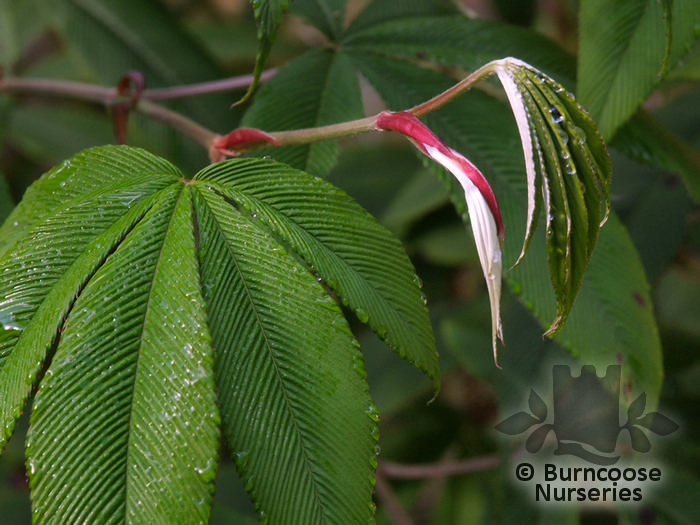 Rubus Lineatus from Burncoose Nurseries