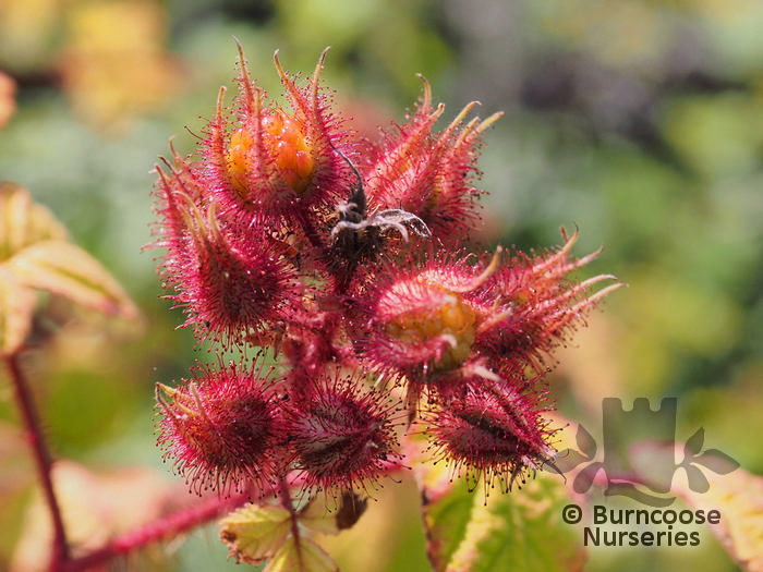 Rubus Phoenicolasius from Burncoose Nurseries