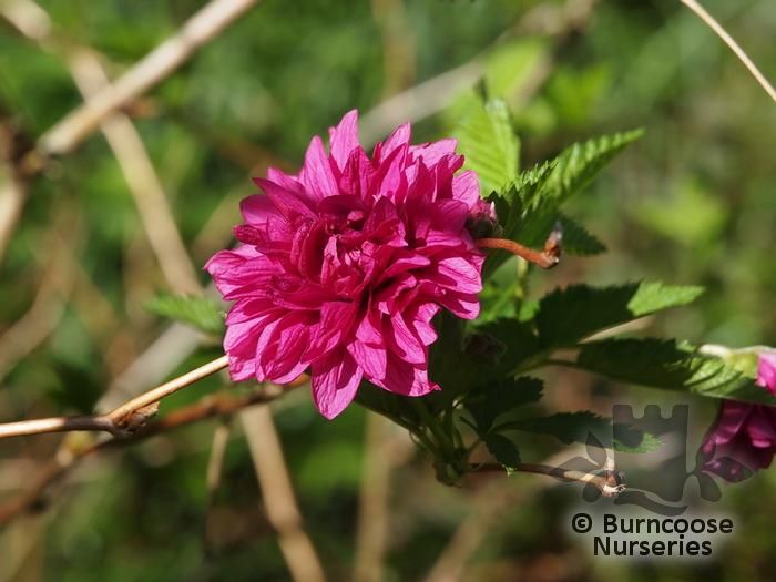 Rubus Spectabilis 'Olympic Double' from Burncoose Nurseries