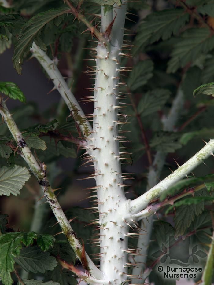 Rubus Thibetanus from Burncoose Nurseries