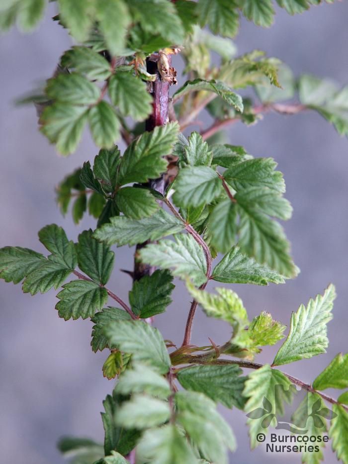 Rubus Thibetanus from Burncoose Nurseries