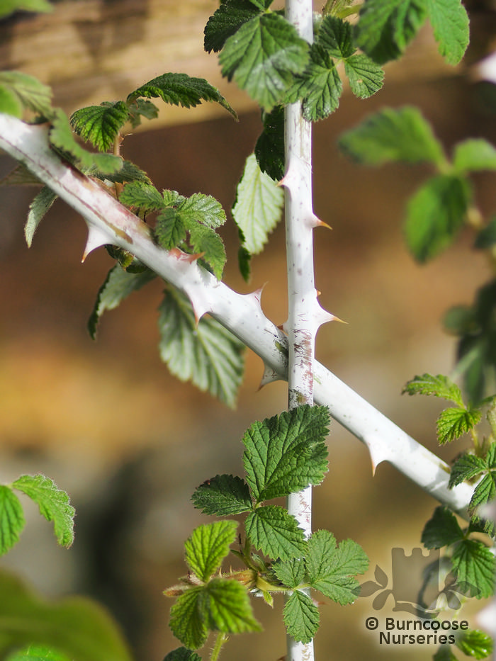 Rubus Thibetanus from Burncoose Nurseries