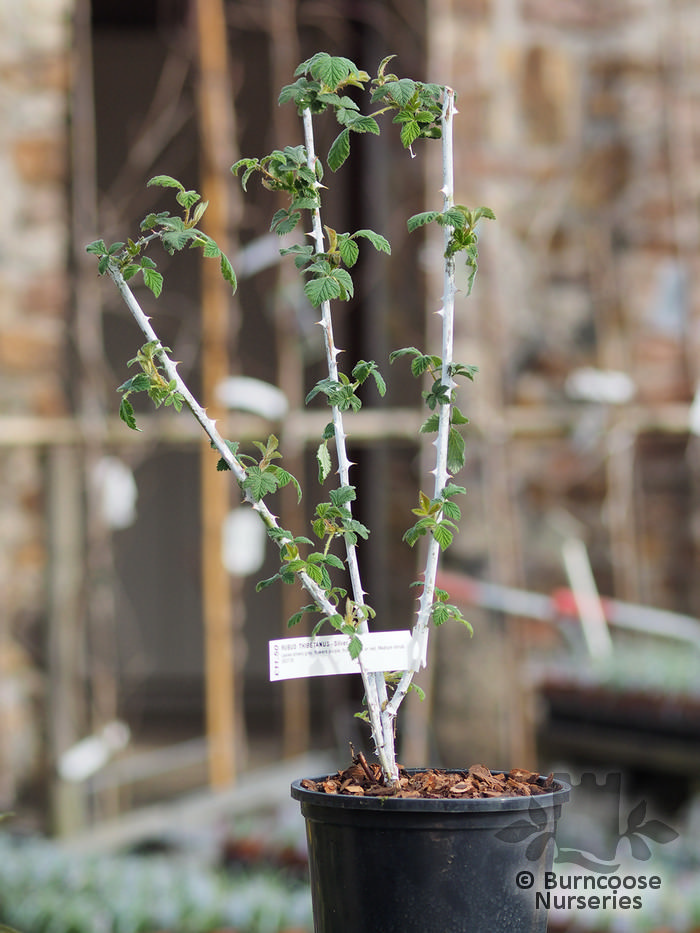 Rubus Thibetanus from Burncoose Nurseries