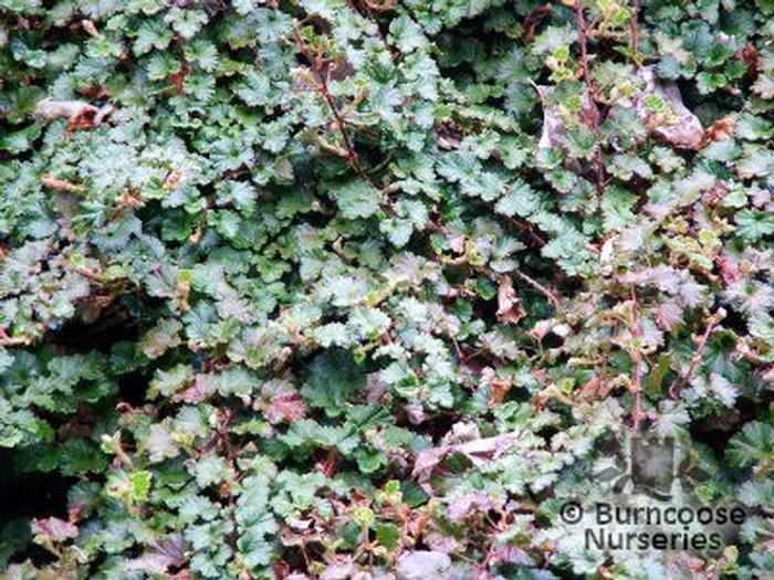 Rubus Tricolor 'Betty Ashburner' from Burncoose Nurseries