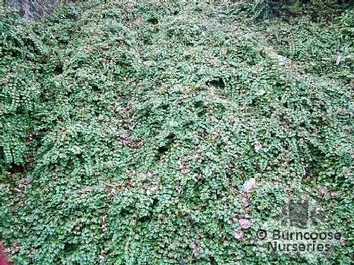 Rubus Tricolor 'Betty Ashburner' from Burncoose Nurseries