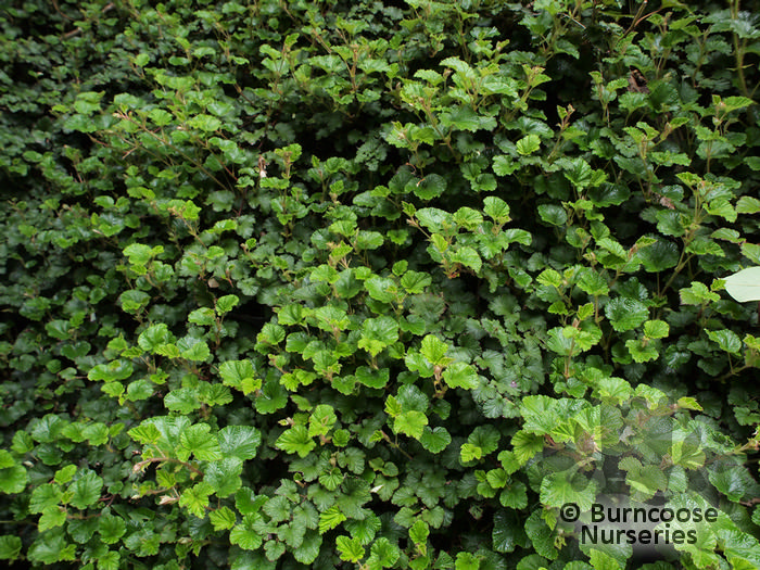 Rubus Tricolor 'Betty Ashburner' from Burncoose Nurseries