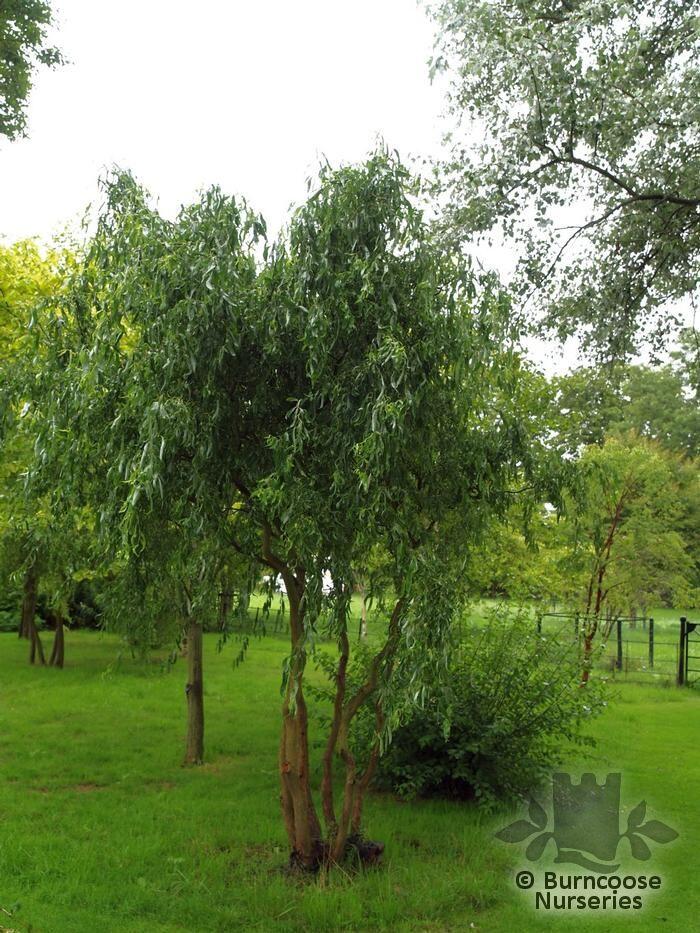 Salix from Burncoose Nurseries - Page 1