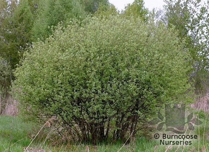 Salix from Burncoose Nurseries - Page 1