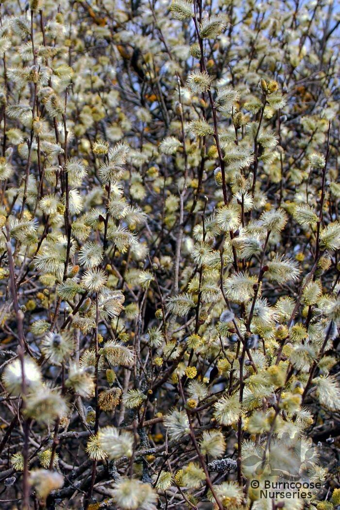 Salix Daphnoides from Burncoose Nurseries
