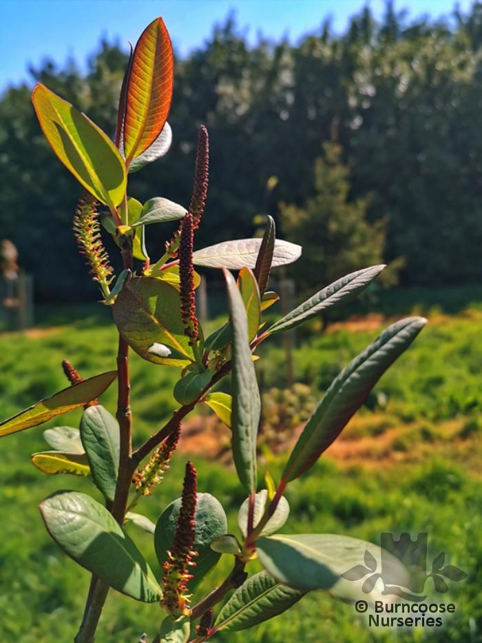 Salix Magnifica from Burncoose Nurseries