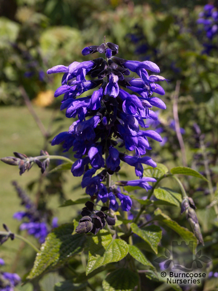 Salvia Guaranitica 'Black And Blue' from Burncoose Nurseries