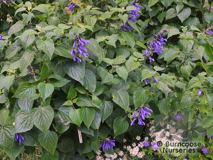 Salvia Guaranitica 'Black And Blue' from Burncoose Nurseries