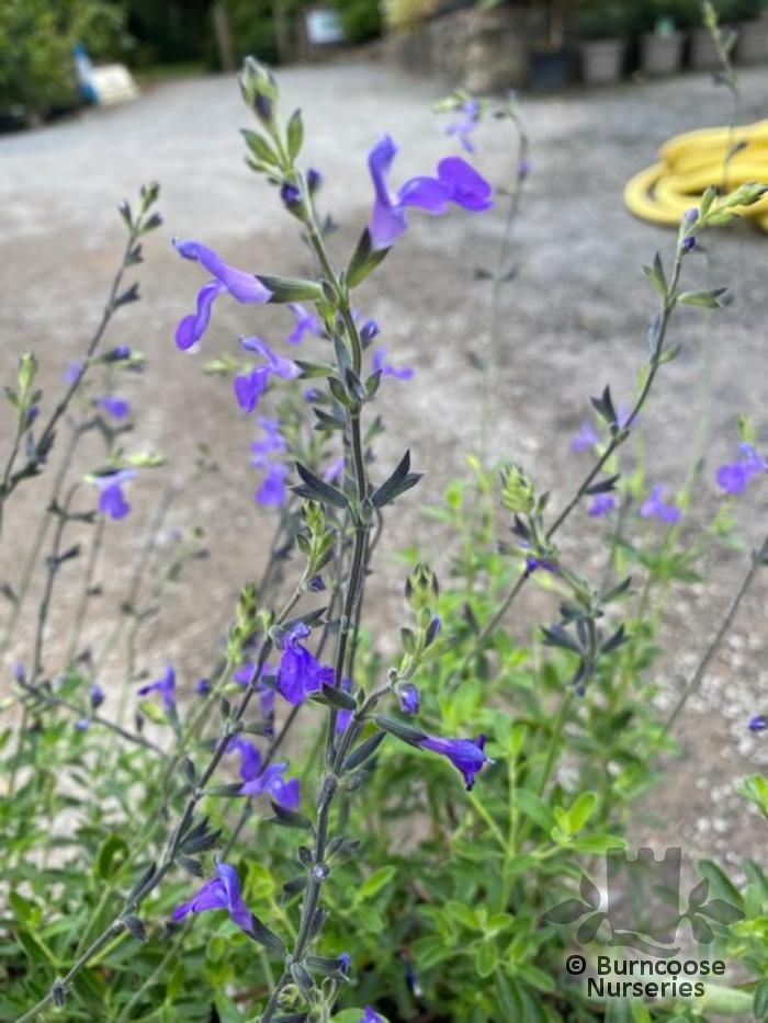 Salvia 'Blue Note' from Burncoose Nurseries
