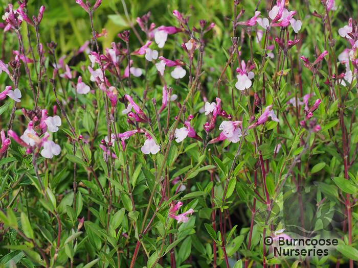 Salvia 'Dyson'S Joy' from Burncoose Nurseries