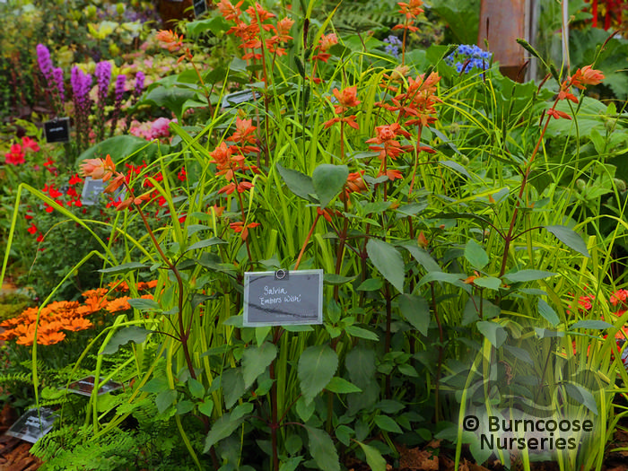 Salvia 'Embers Wish' from Burncoose Nurseries