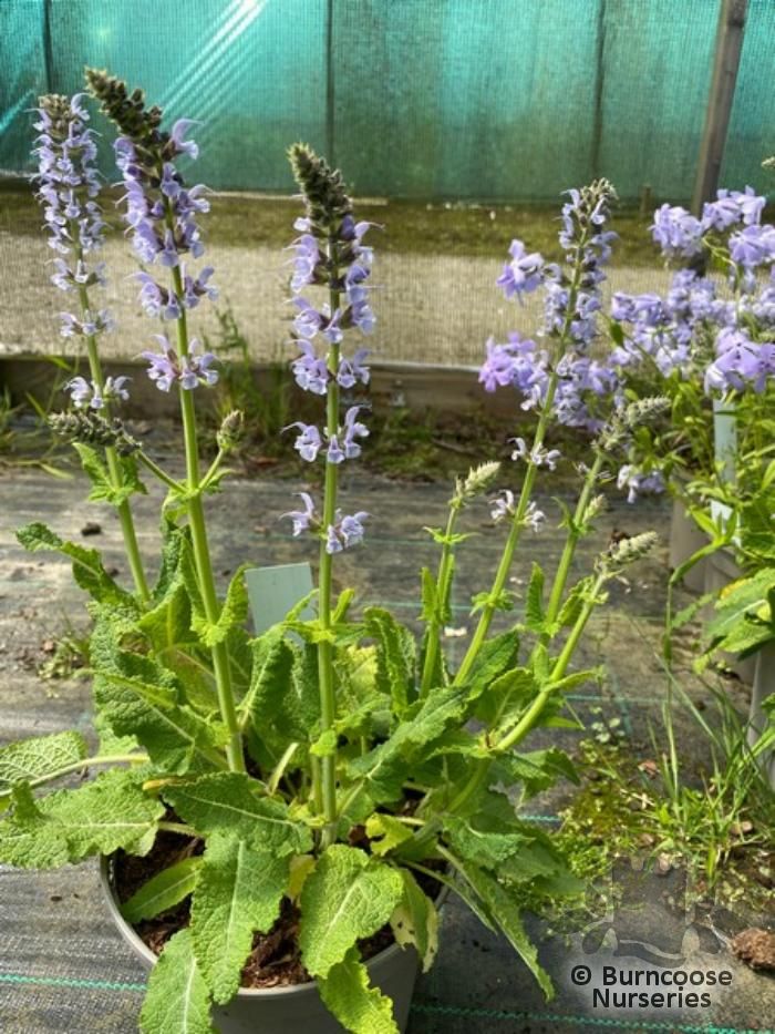 Salvia Nemorosa 'Crystal Blue' from Burncoose Nurseries