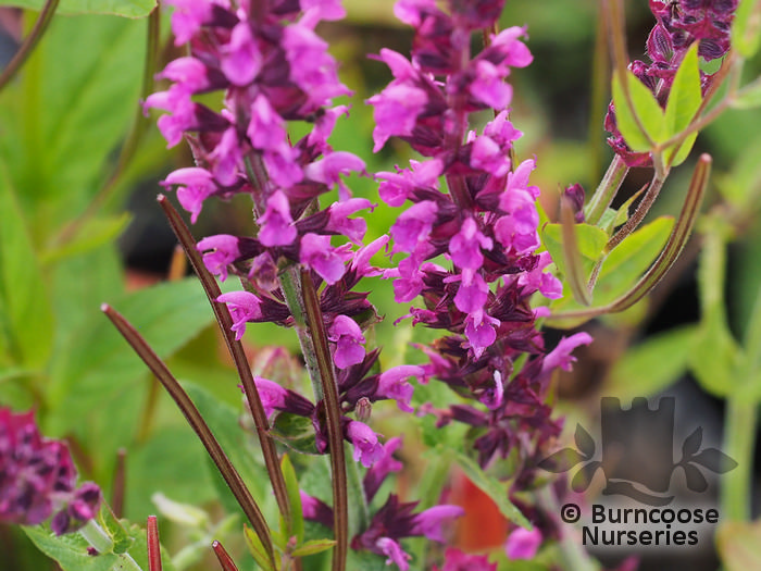 Salvia Nemorosa 'Pink Beauty' from Burncoose Nurseries