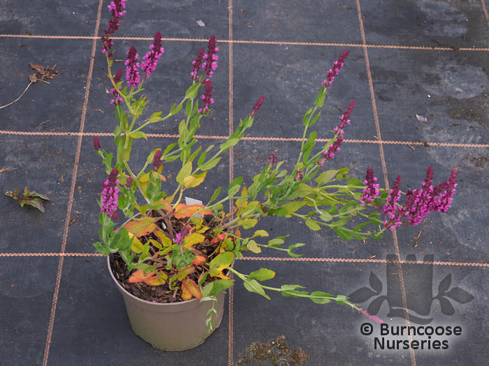 Salvia Nemorosa 'Pink Beauty' from Burncoose Nurseries
