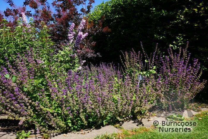 Salvia Verticillata 'Purple Rain' from Burncoose Nurseries