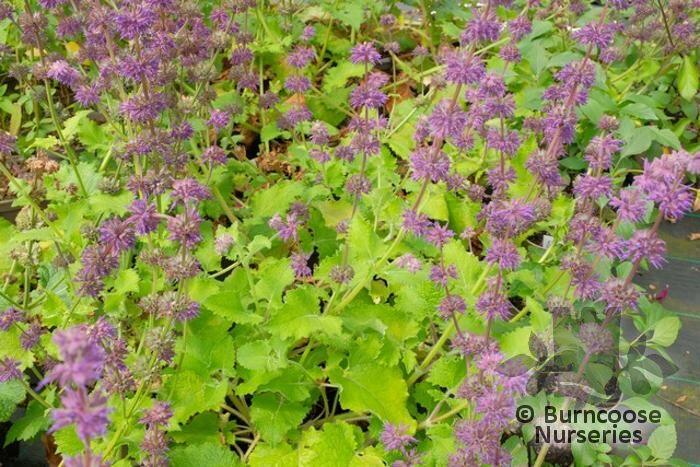 Salvia Verticillata 'Purple Rain' from Burncoose Nurseries