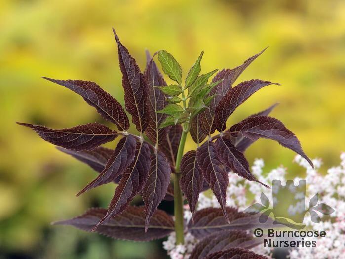 Sambucus Nigra 'Guincho Purple' from Burncoose Nurseries