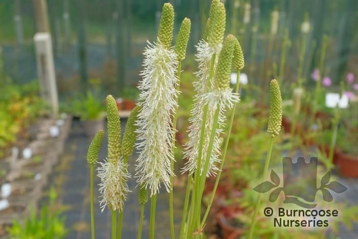Sanguisorba Canadensis from Burncoose Nurseries