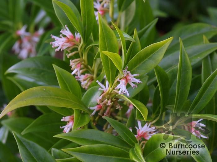 Sarcococca Hookeriana Var Digyna from Burncoose Nurseries