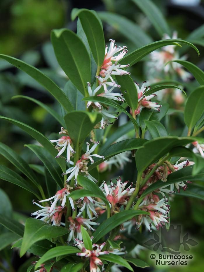 Sarcococca Hookeriana Var Digyna from Burncoose Nurseries