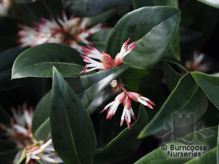 Sarcococca Hookeriana 'Winter Gem' from Burncoose Nurseries