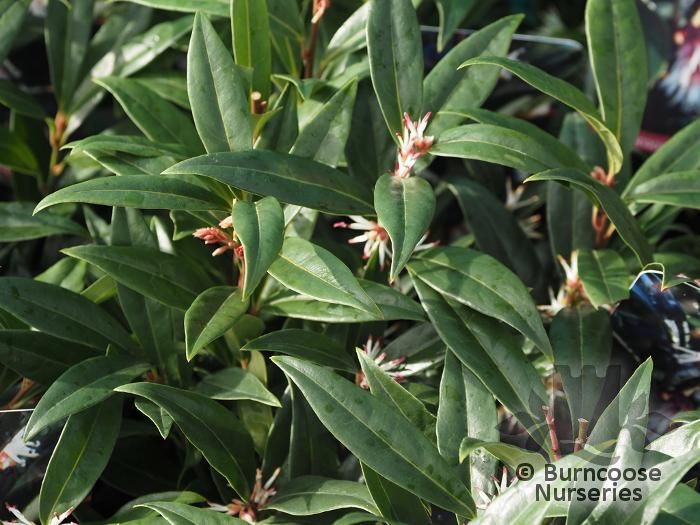 Sarcococca Hookeriana 'Winter Gem' from Burncoose Nurseries