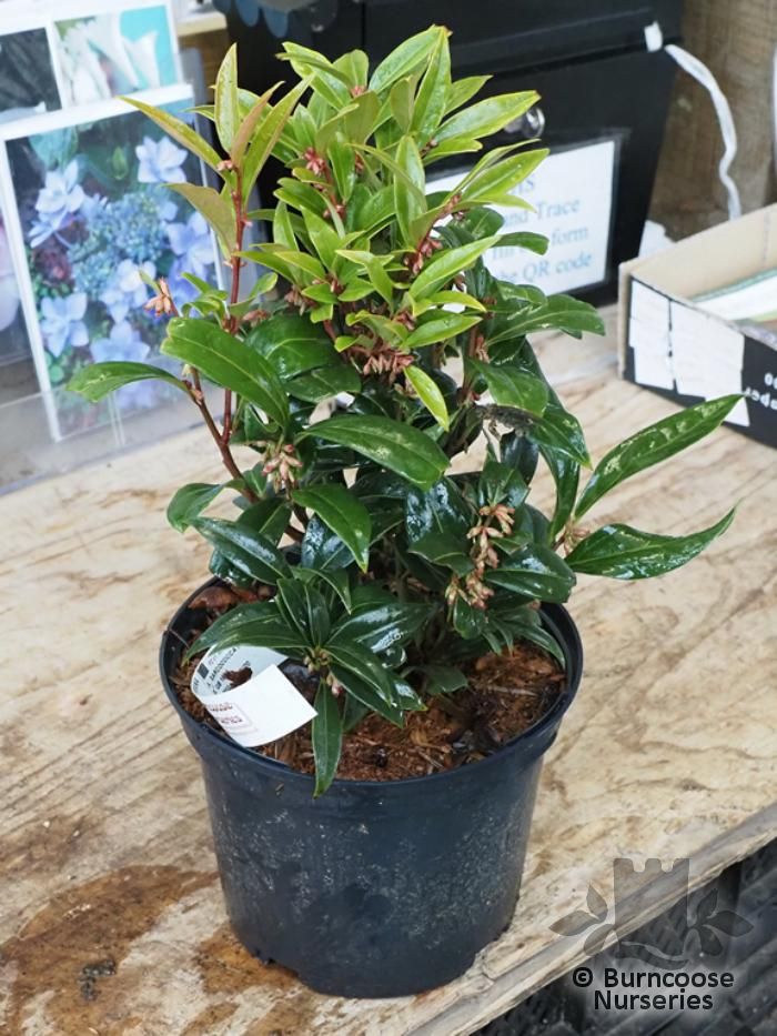 Sarcococca Hookeriana 'Winter Gem' from Burncoose Nurseries