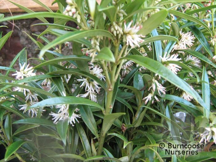 Sarcococca Saligna from Burncoose Nurseries