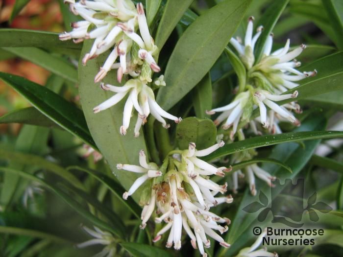 Sarcococca Saligna from Burncoose Nurseries