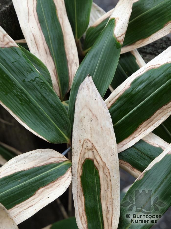 Bamboo Sasa Veitchii from Burncoose Nurseries