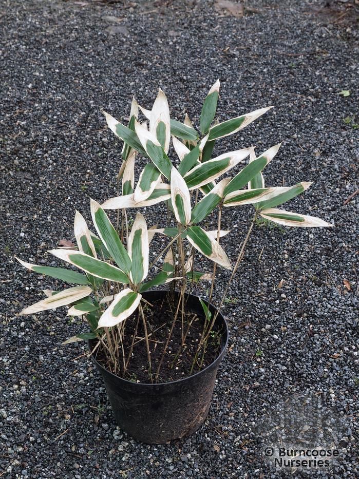 Bamboo Sasa Veitchii from Burncoose Nurseries