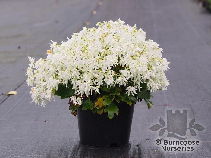 Saxifraga Fortunei 'Shiranami' from Burncoose Nurseries