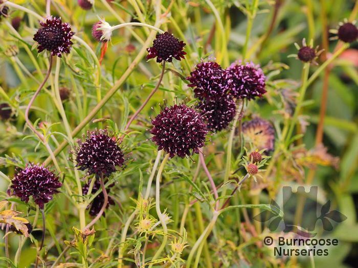 Scabiosa Caucasica 'Chile Black' from Burncoose Nurseries