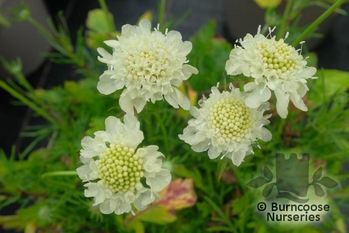 Scabiosa 'Moon Dance' from Burncoose Nurseries