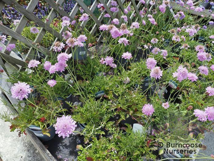 Scabiosa 'Pink Mist' from Burncoose Nurseries