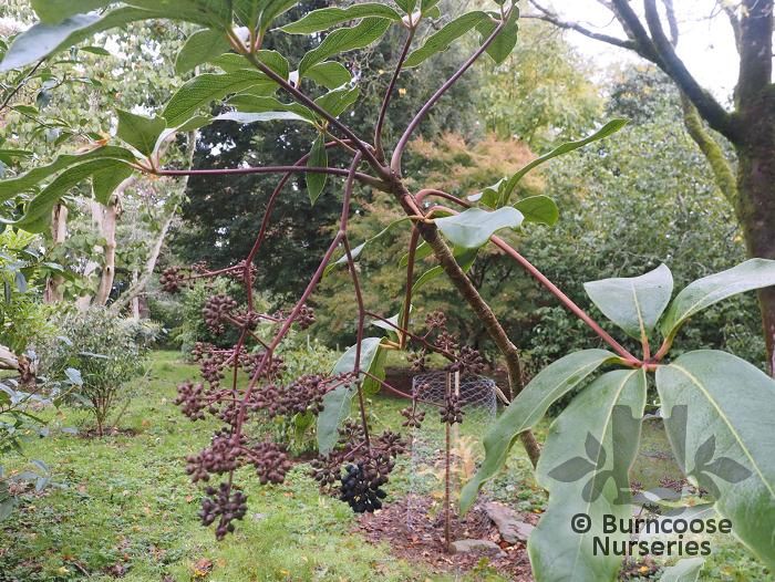 Schefflera Pauciflora from Burncoose Nurseries