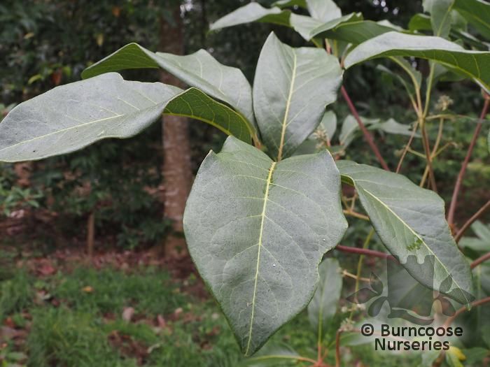 Schefflera Pauciflora from Burncoose Nurseries