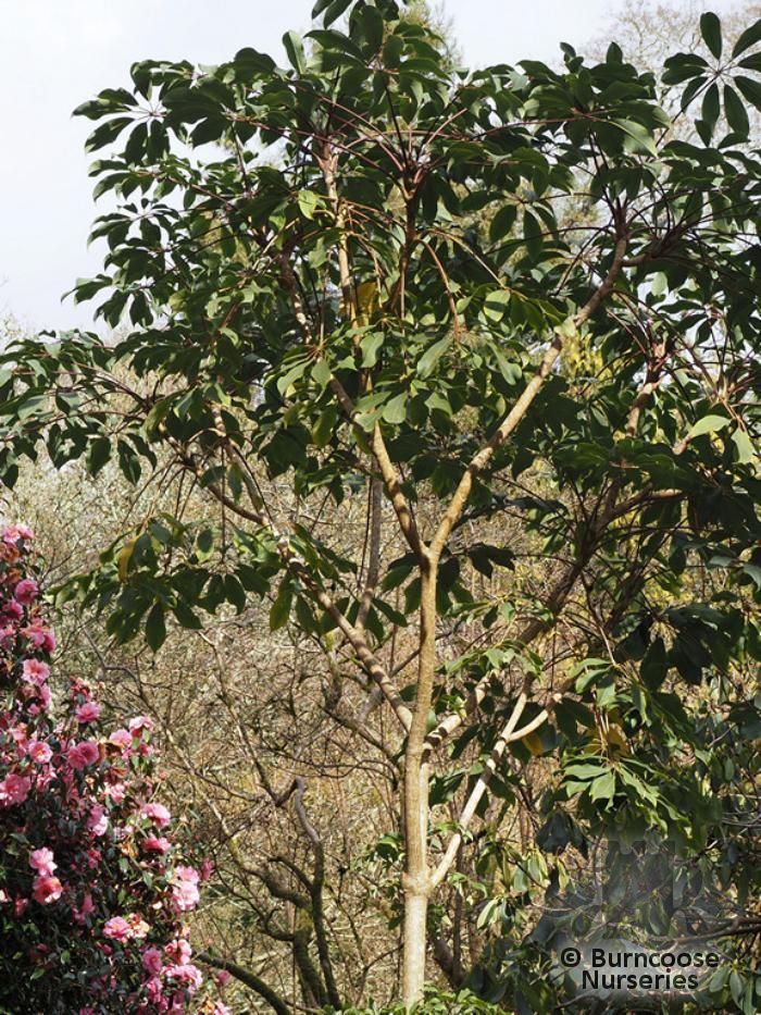 Schefflera Pauciflora from Burncoose Nurseries